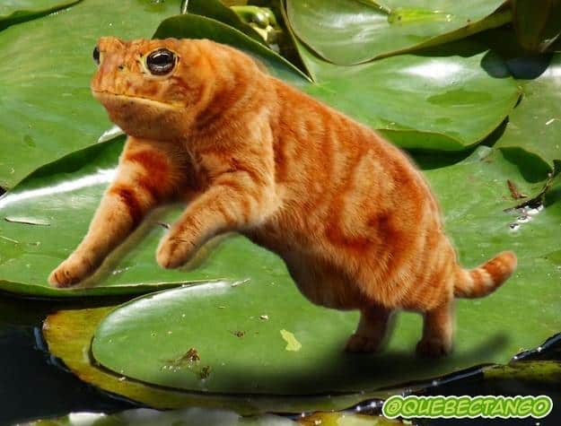 24 Expertly Crafted Animal Mashups