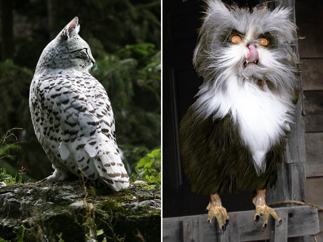 Cat Owls Are the Animal Crossover You Never Knew You Needed