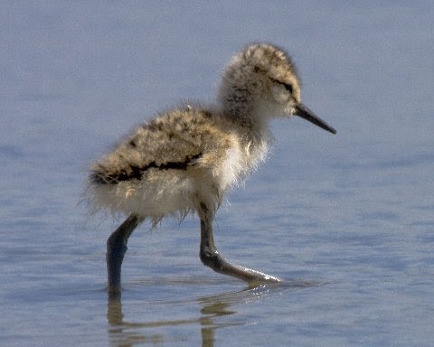 15 Baby Animals You Didn't Know Were Adorable