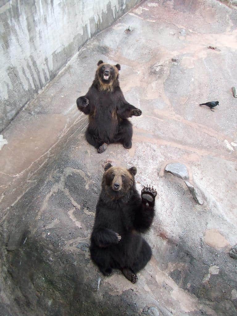 20 LOL Animals (11.24.12)