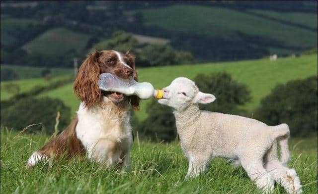 18 Extremely Helpful Animals