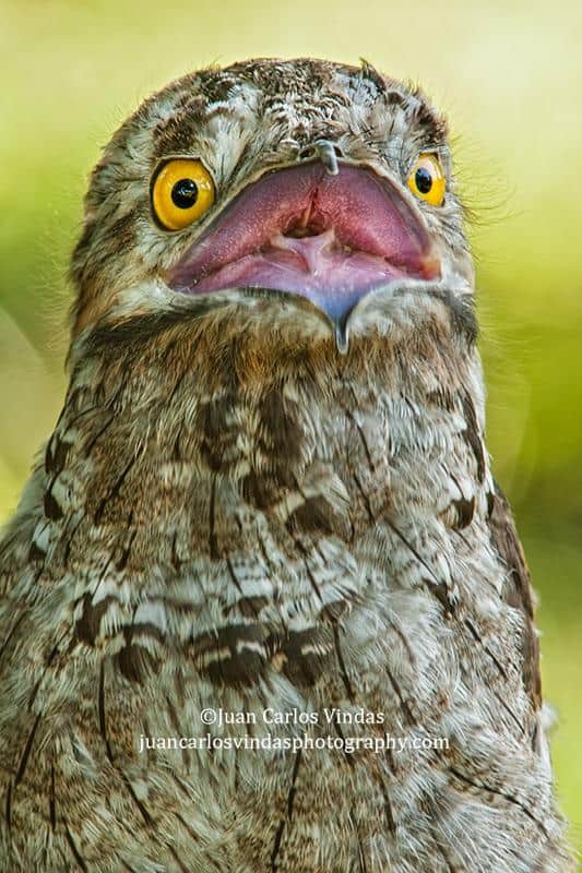 The Potoo is the Funniest Looking Bird You Will Ever See (14 Pics)