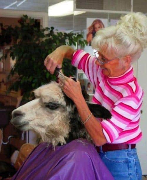 21 Animals Doing People Things