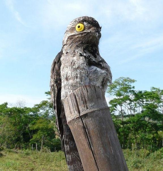 The Potoo is the Funniest Looking Bird You Will Ever See (14 Pics)