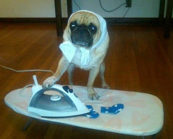 21 Animals Doing People Things