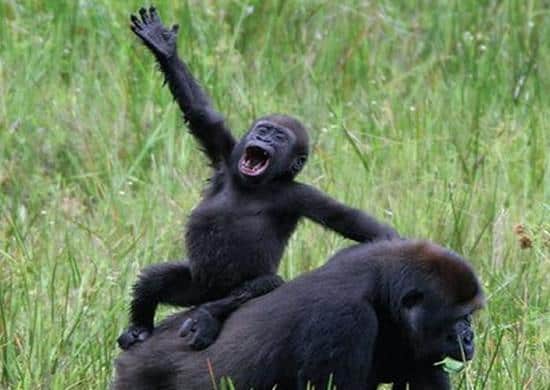 24 Animals That Are Very Happy to Meet You