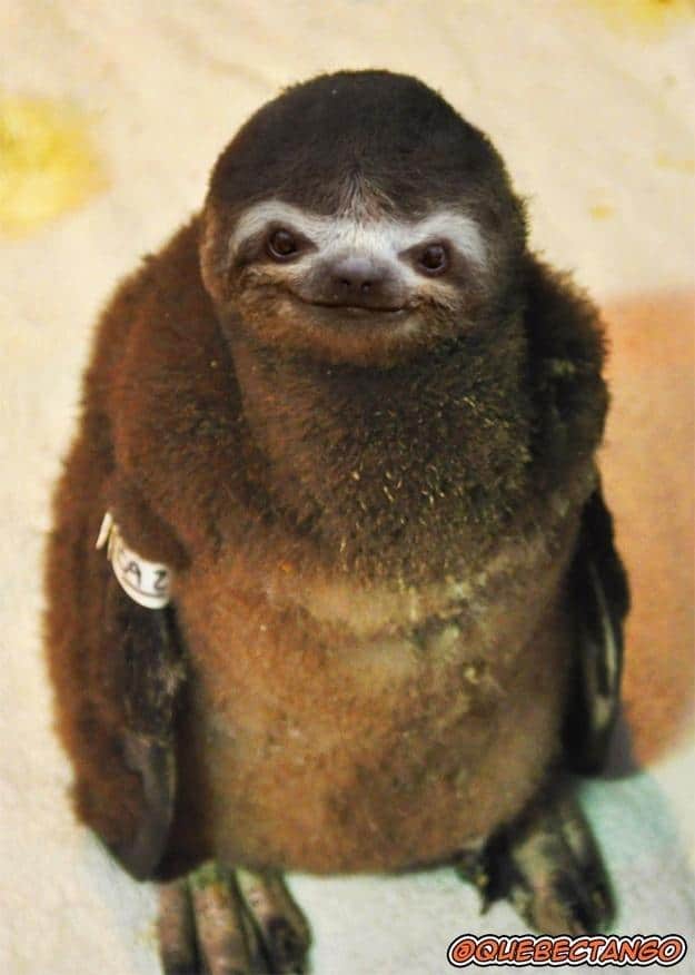 24 Expertly Crafted Animal Mashups