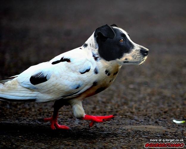 24 Expertly Crafted Animal Mashups