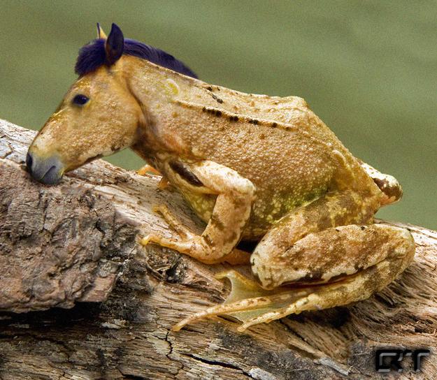 24 Expertly Crafted Animal Mashups