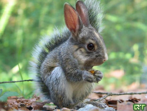 24 Expertly Crafted Animal Mashups