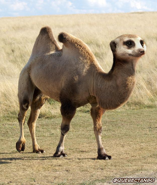 24 Expertly Crafted Animal Mashups