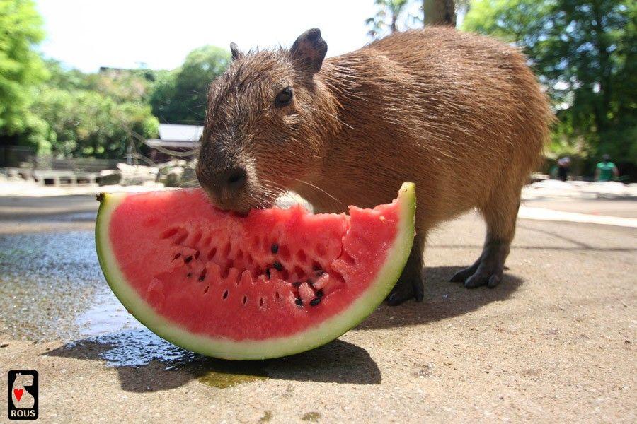 An Ode to the Capybara (15 Pics) | Pleated Jeans