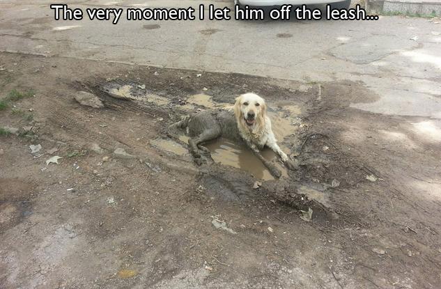 Dog Owners Will Understand (21 Pics)