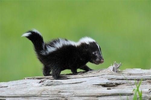 17 Baby Skunks That Will Make You Feel Better About Life