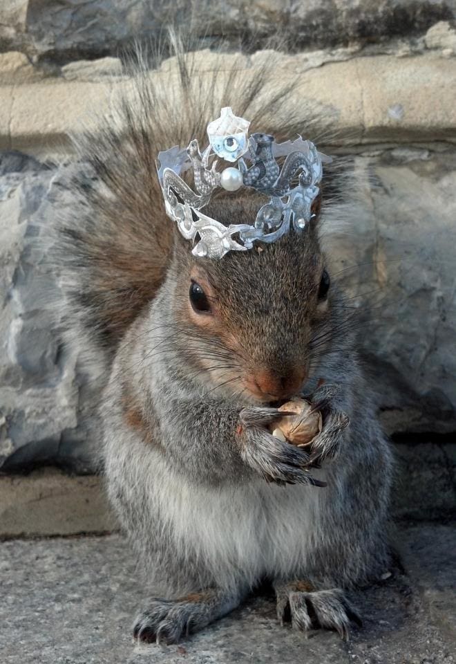 Sneezy the Squirrel Loves Wearing Hats (15 Pics)