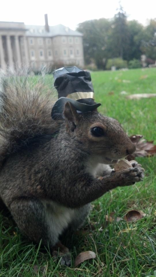 Sneezy the Squirrel Loves Wearing Hats (15 Pics)