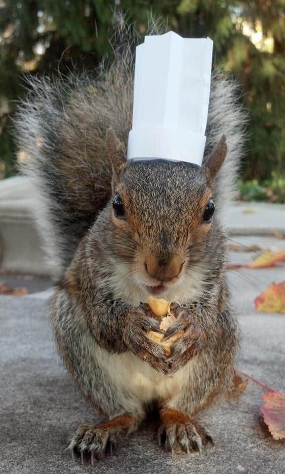 Sneezy the Squirrel Loves Wearing Hats (15 Pics)