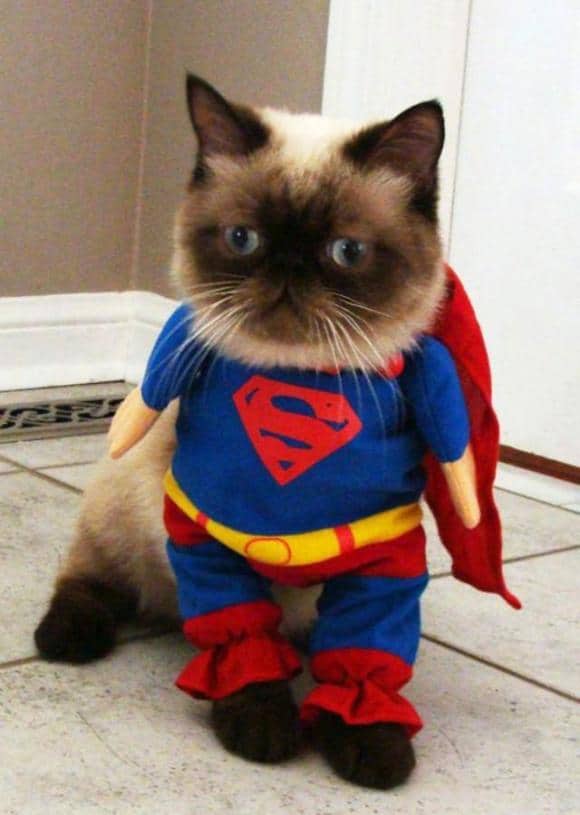 16 Superhero Cats That Are Here to Rescue You