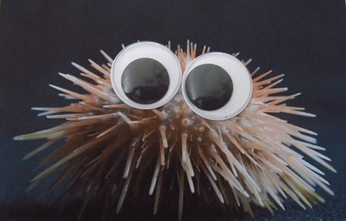 Deep Sea Fauna...With Googly Eyes
