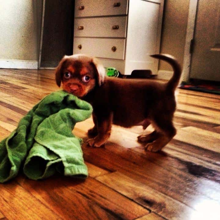 21 Adorable Cross-Eyed Animals