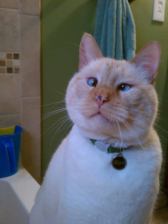 21 Adorable Cross-Eyed Animals