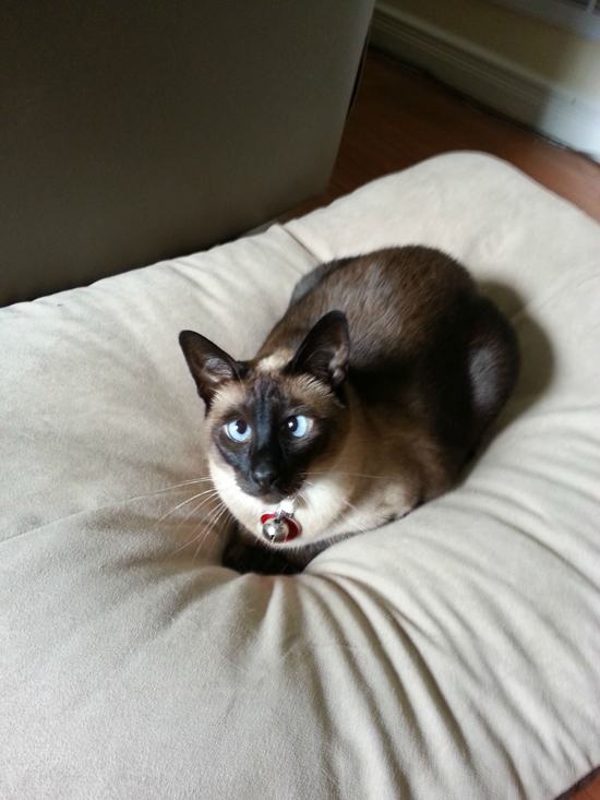 21 Adorable Cross-Eyed Animals