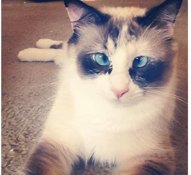 21 Adorable Cross-Eyed Animals