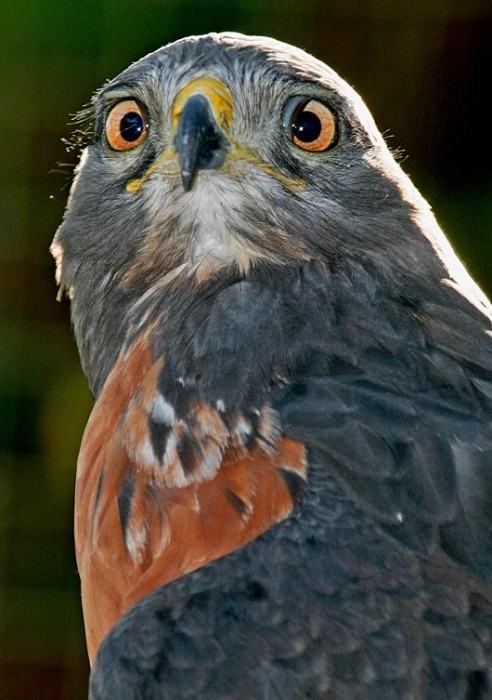 21 Adorable Cross-Eyed Animals