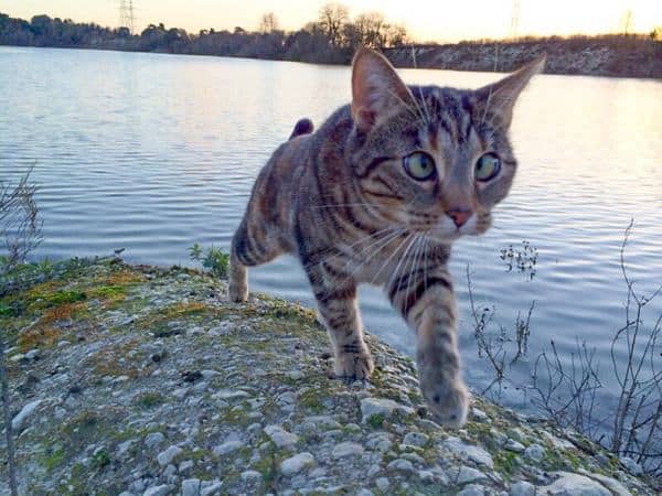 21 Adorable Cross-Eyed Animals