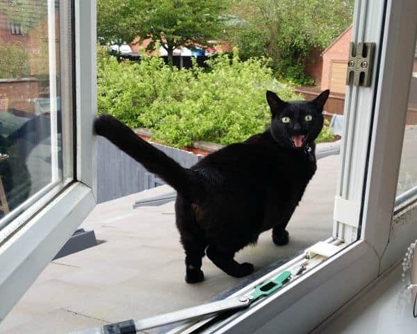 21 Perfect Cat Reactions to Going Outside for the First Time