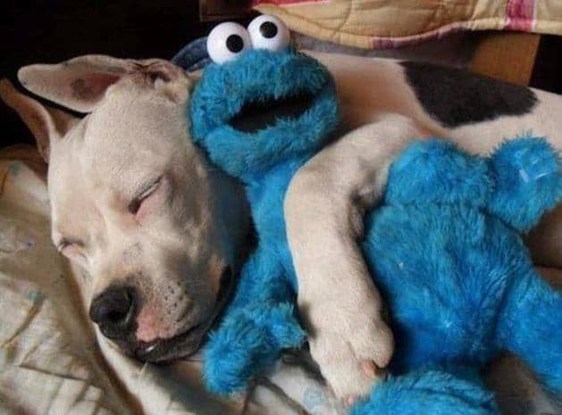 24 Pictures That Prove Pit Bulls Are Nothing but Big Softies