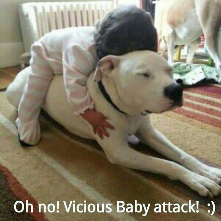 24 Pictures That Prove Pit Bulls Are Nothing but Big Softies