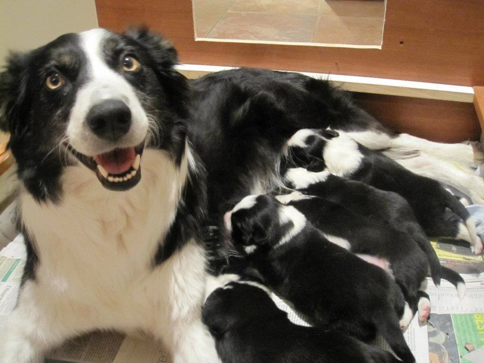 21 Proud Animal Parents