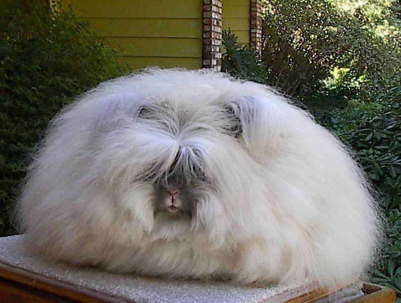 16 Angora Rabbits That Really Need a Haircut (16 Pics) | Pleated Jeans
