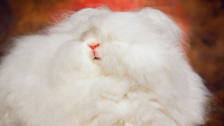 16 Angora Rabbits That Really Need a Haircut (16 Pics) | Pleated Jeans