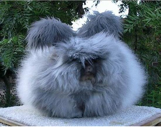16 Angora Rabbits That Really Need a Haircut (16 Pics) | Pleated Jeans