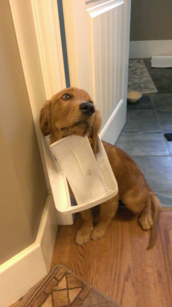 21 Guilty Animals That Are Very Sorry for What They Just Did