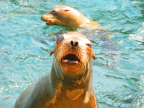 21 Animals That Just Went Full Derp