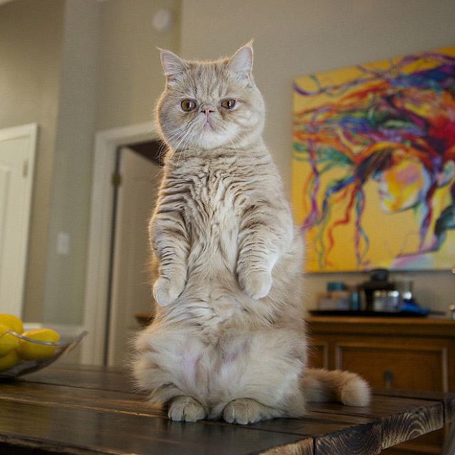 Meet George: The Cat That Likes to Stand on Two Legs (16 Pics)