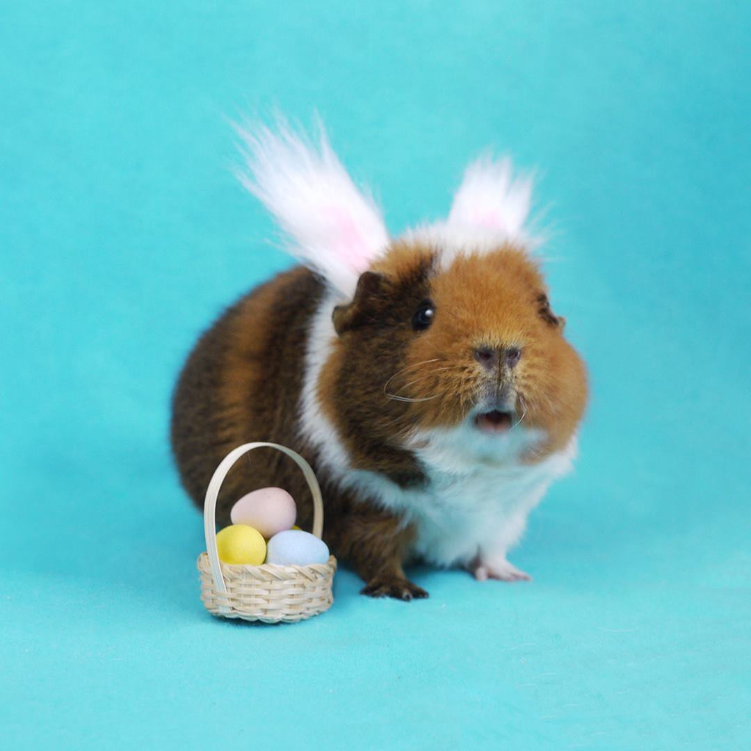 Meet Fuzzberta: Instagram's Cutest Guinea Pig (16 Pics)