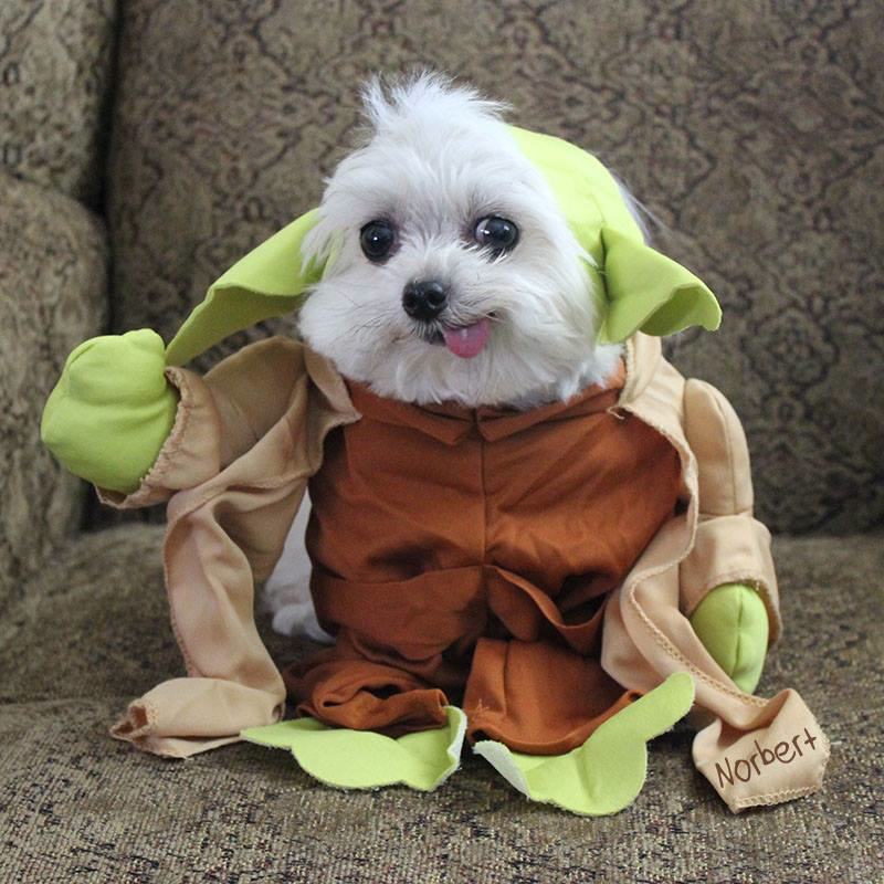 15 Adorable Photos of Norbert the Dog