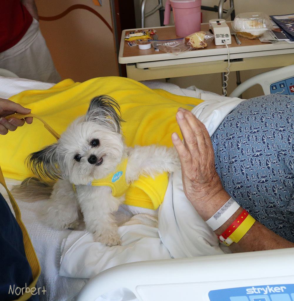 15 Adorable Photos of Norbert the Dog