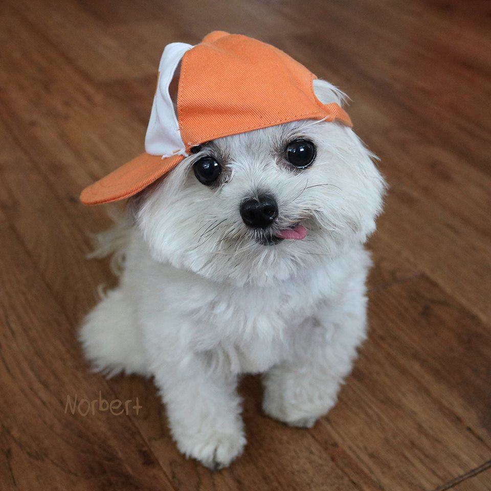 15 Adorable Photos of Norbert the Dog