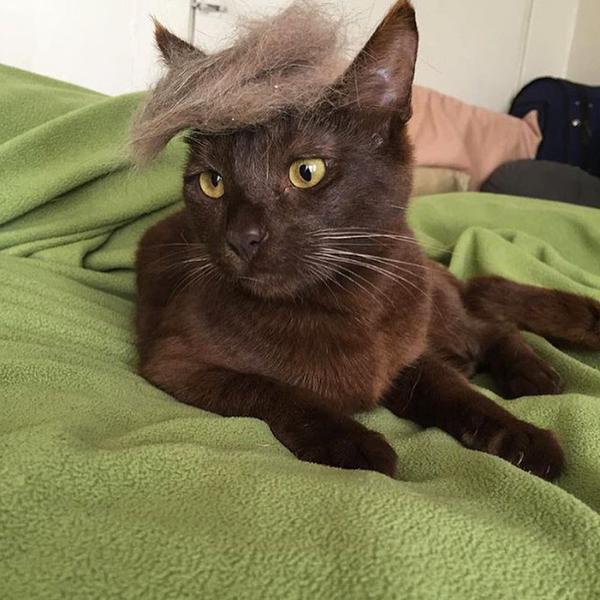 16 Donald Trump Cats