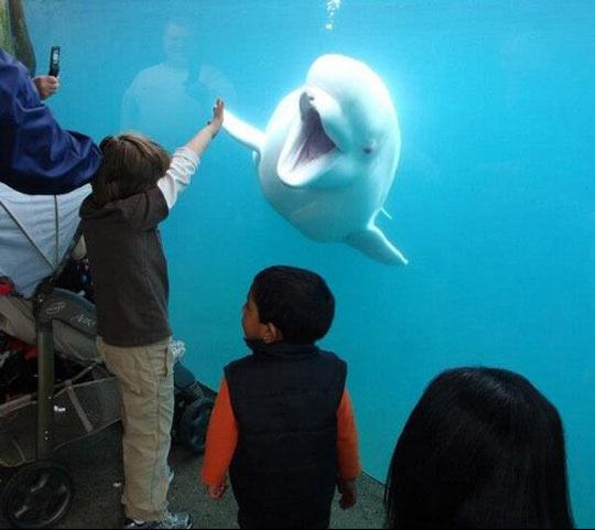 The 20 Funniest Photos Ever Taken at an Aquarium