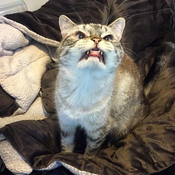 Meet Loki: The Cat With 'Vampire' Teeth