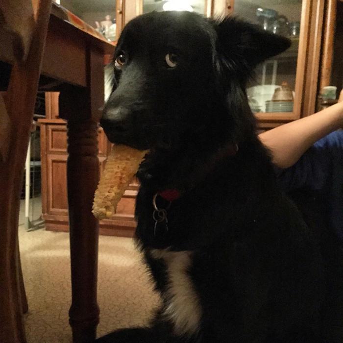 12 Dogs That Just Got Caught Sneaking Food From the Trash