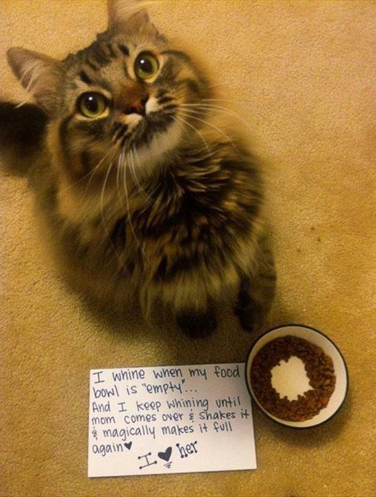Cat Owners Will Understand (21 Pics)