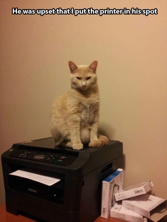 20 Cats That Really Deserve an Apology
