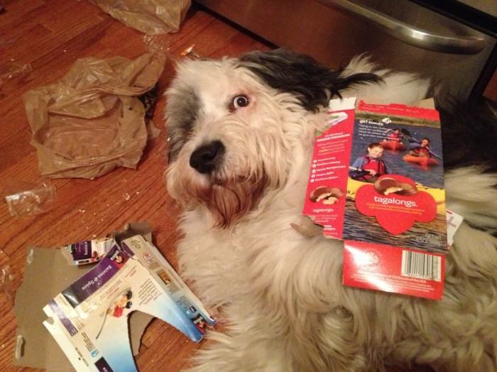 12 Dogs That Just Got Caught Sneaking Food From the Trash